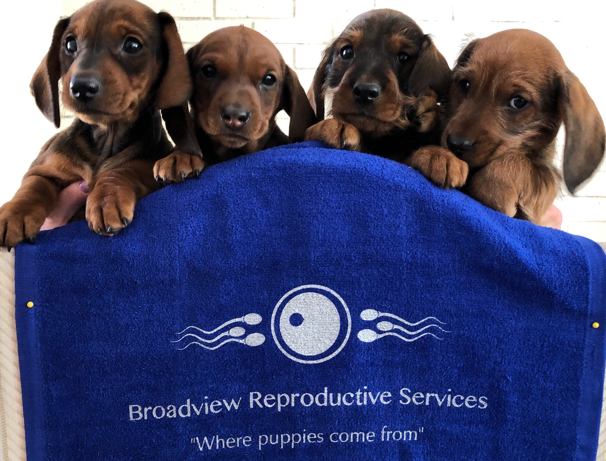 Animal Reproductive Services | Rochester, NH | Broadview Reproductive ...